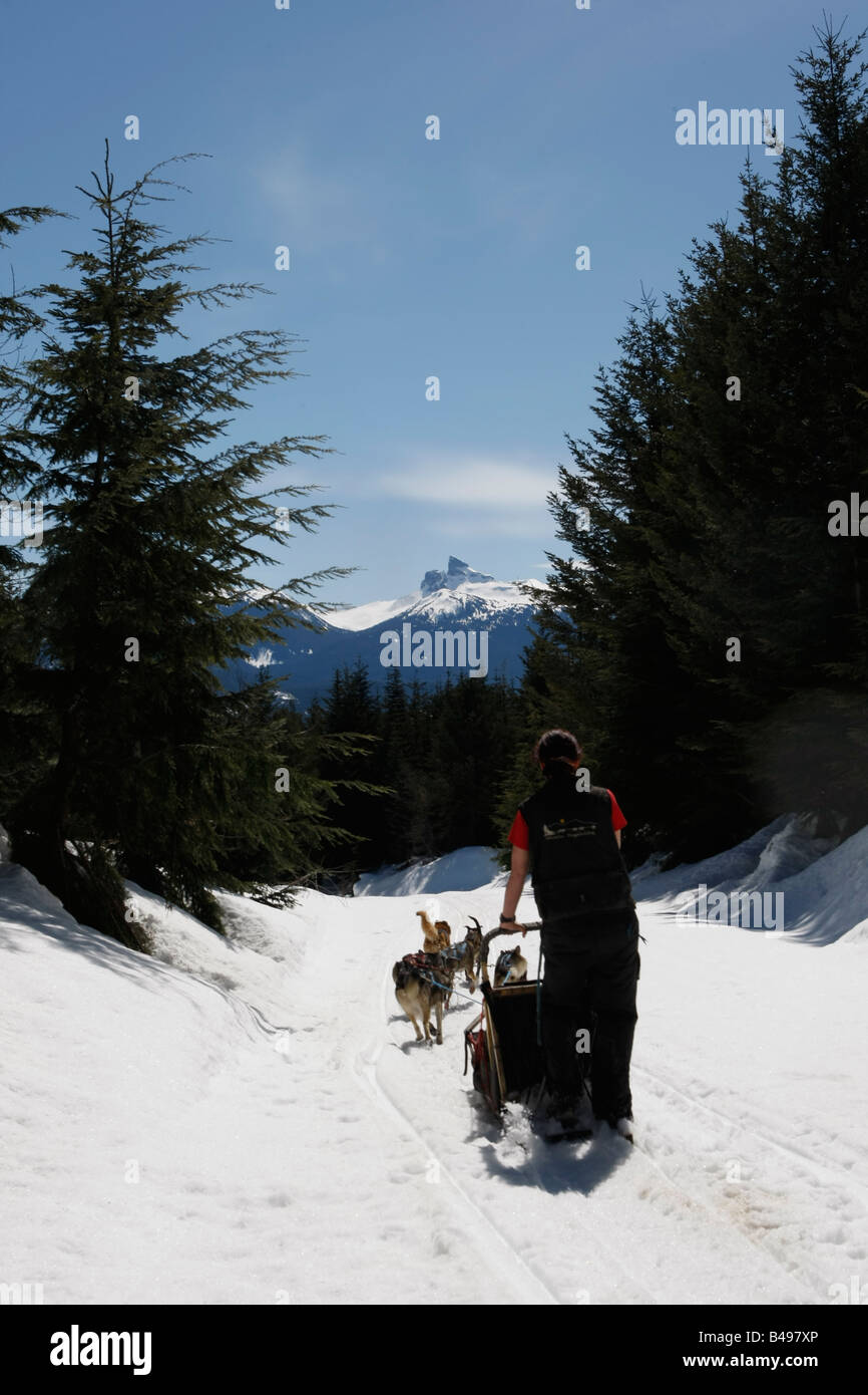 Whistler british columbia dog hi-res stock photography and images - Alamy