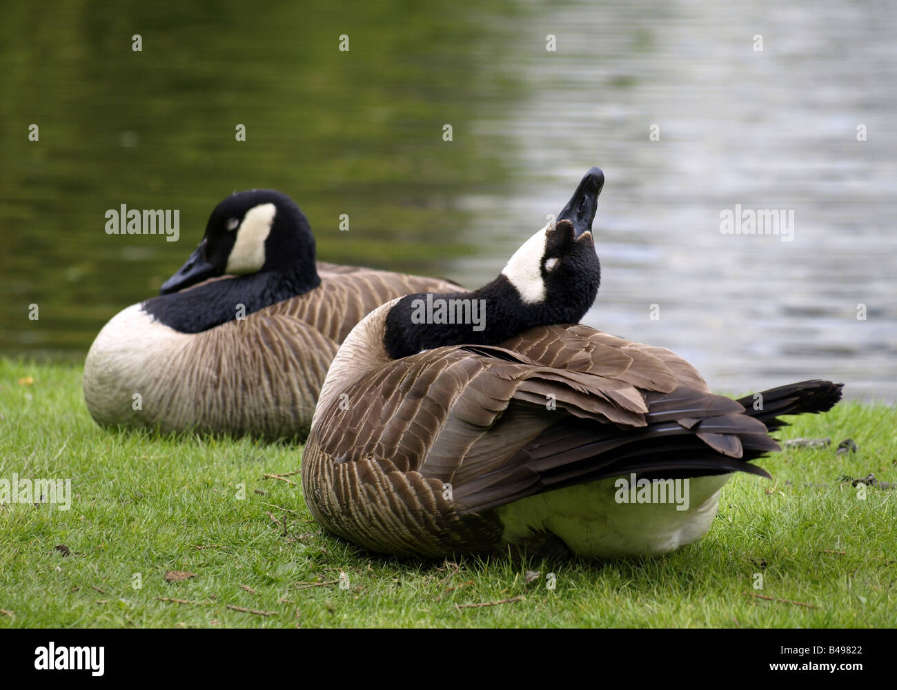 Canada goose stretching hi-res stock photography and images - Alamy