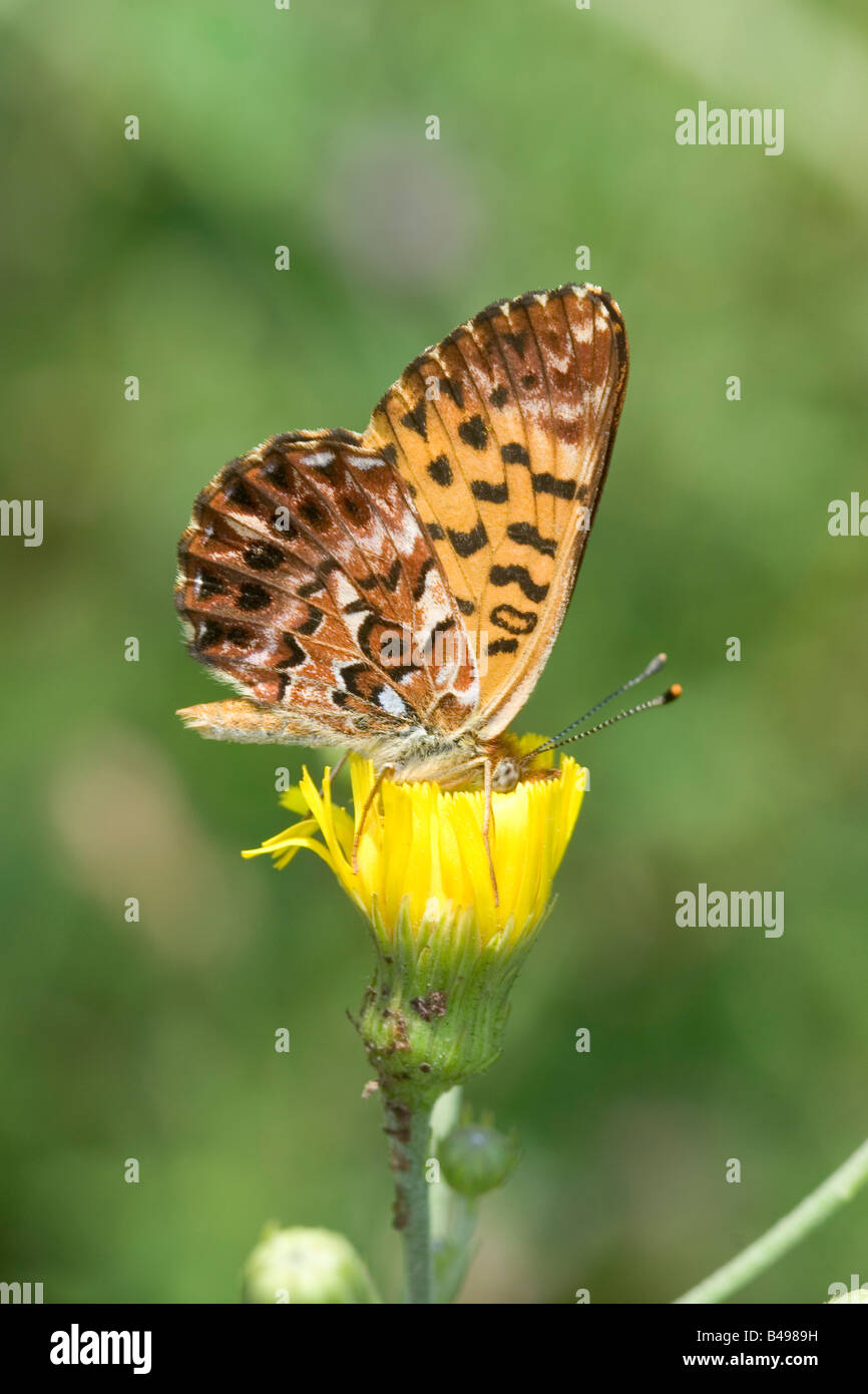 Arctic fritillary butterfly hi-res stock photography and images - Alamy