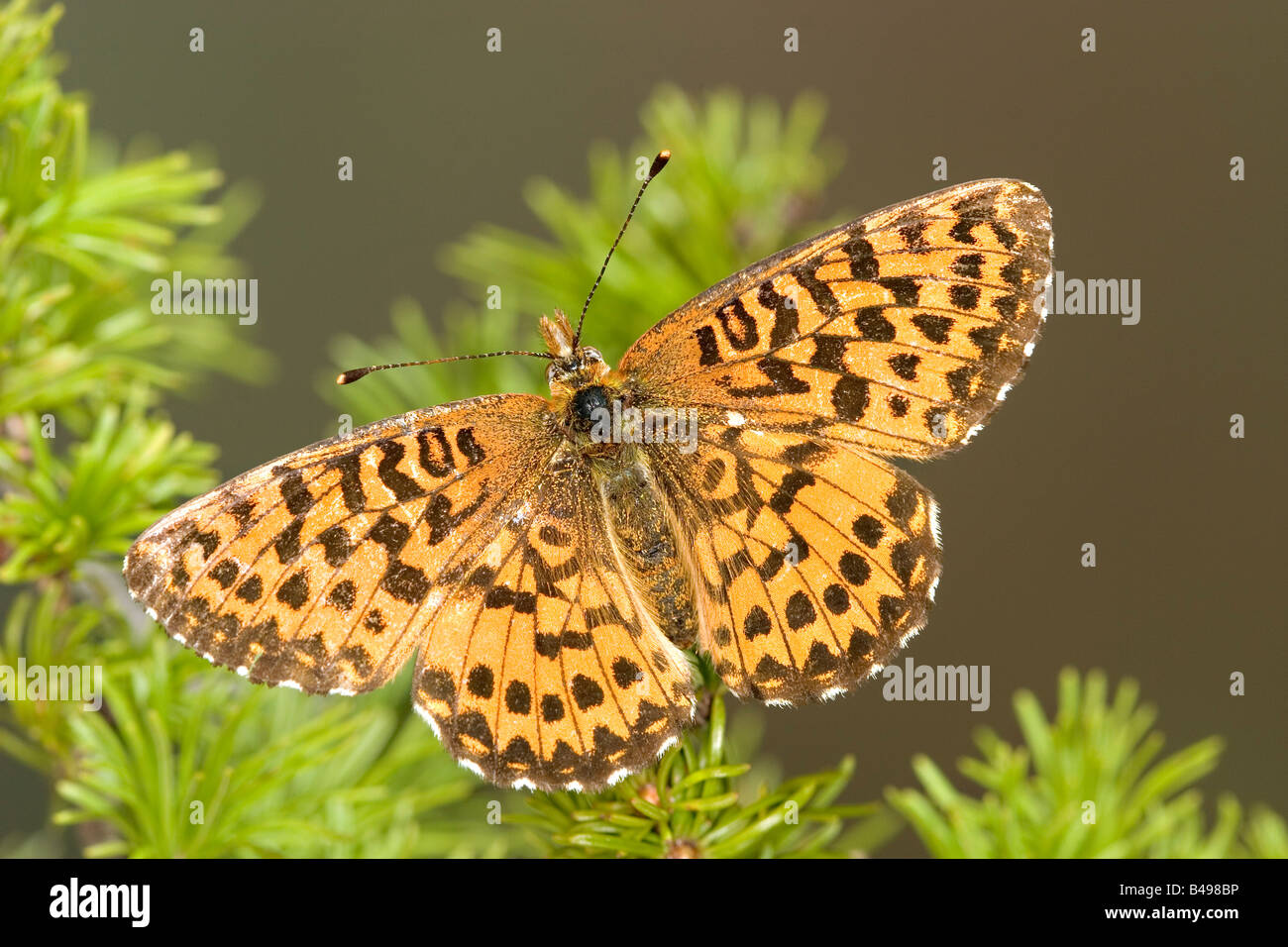 Arctic Fritillary Boloria chariclea Drummond Wisconsin United States 3 ...