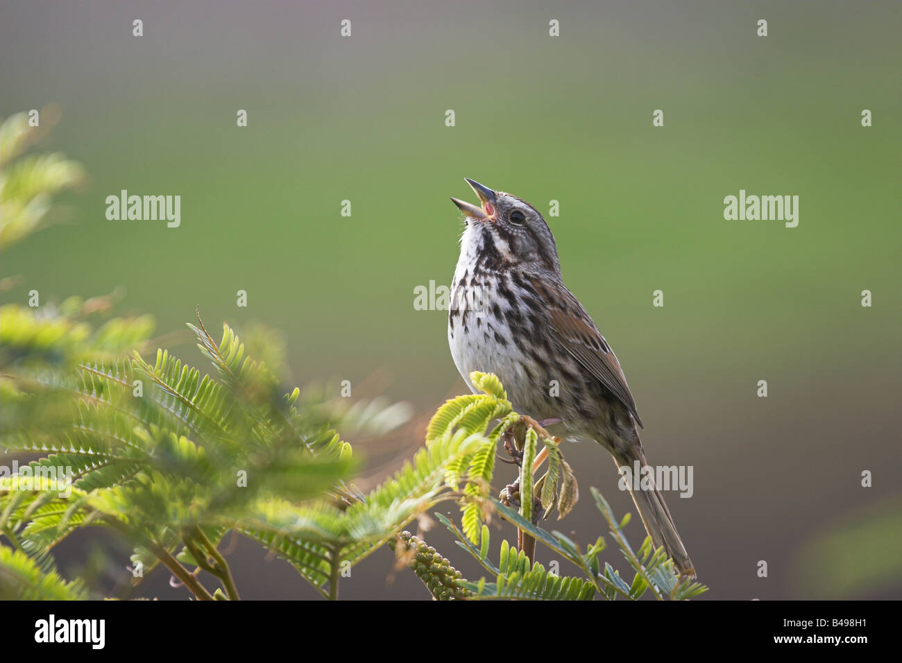 Song Sparrow singing Stock Photo - Alamy