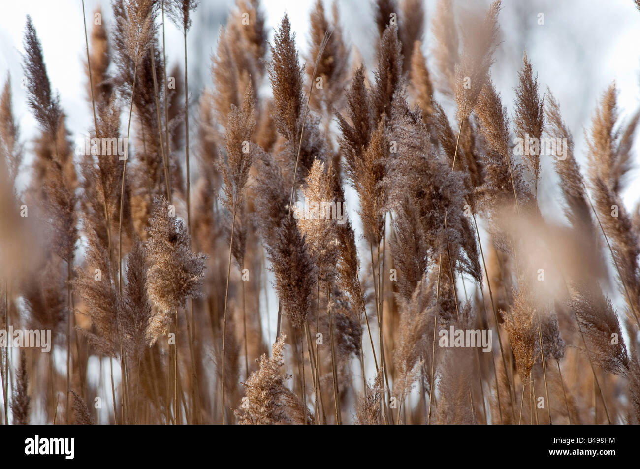 Saltmarsh growth hi-res stock photography and images - Alamy