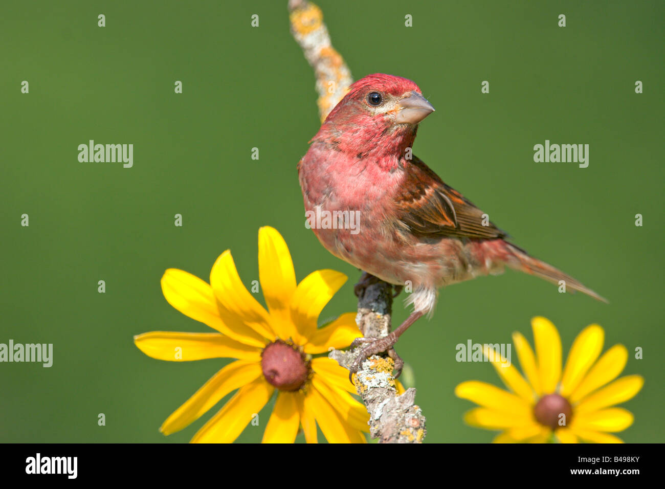 Adult Male Purple Finch High Resolution Stock Photography and Images ...