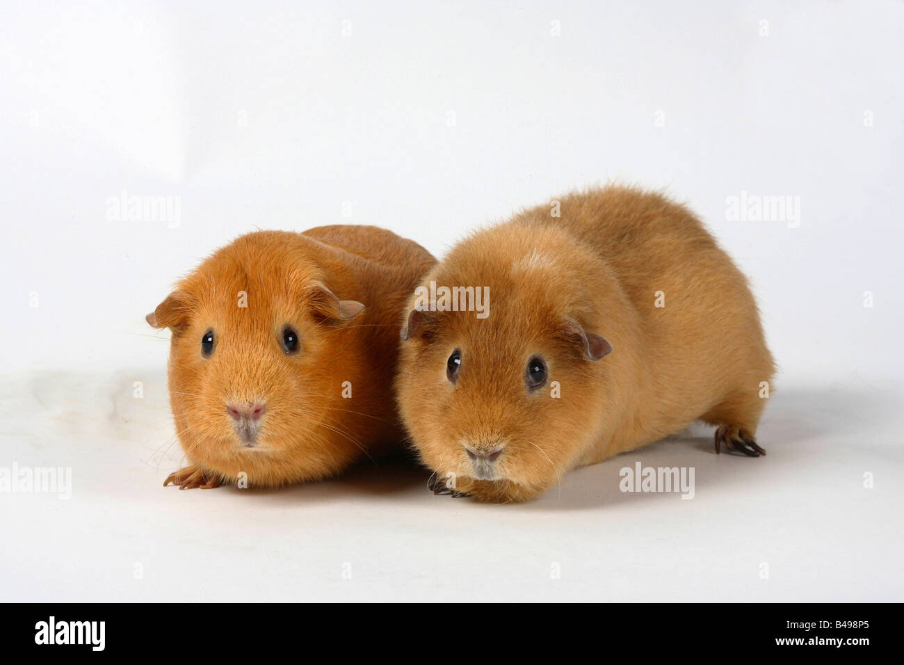 English Guinea Pig and Teddy Guinea Pig Stock Photo - Alamy