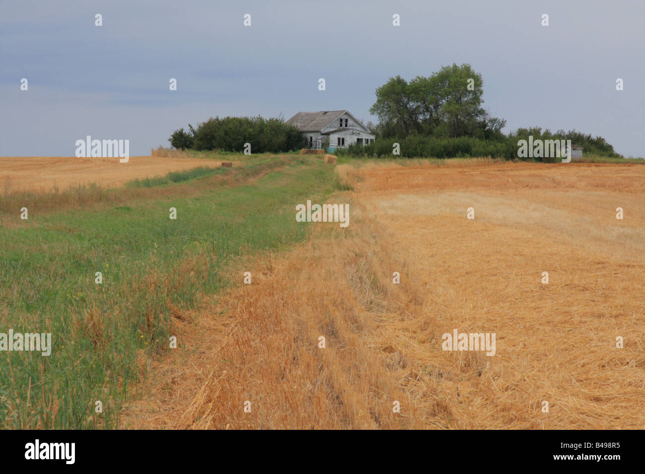 Harvested farmland in the prairies, Saskatchewan Stock Photo - Alamy