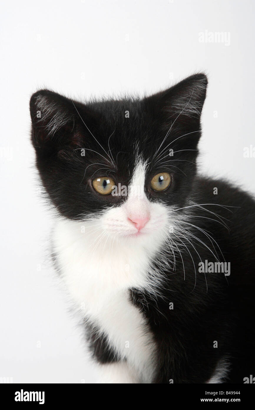 Domestic Cat kitten 8 weeks Stock Photo - Alamy