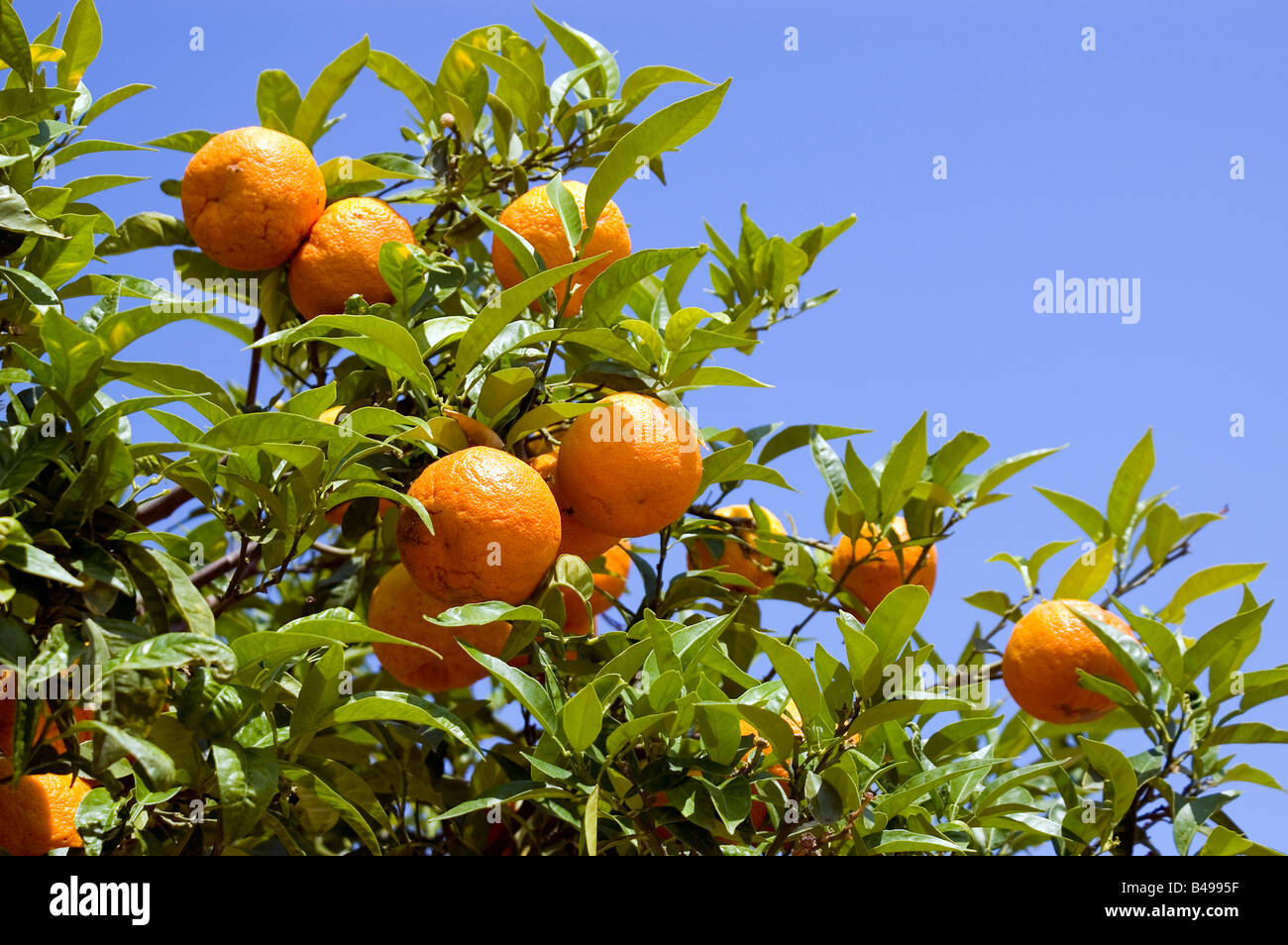 Naranjo orange tree Stock Photo - Alamy
