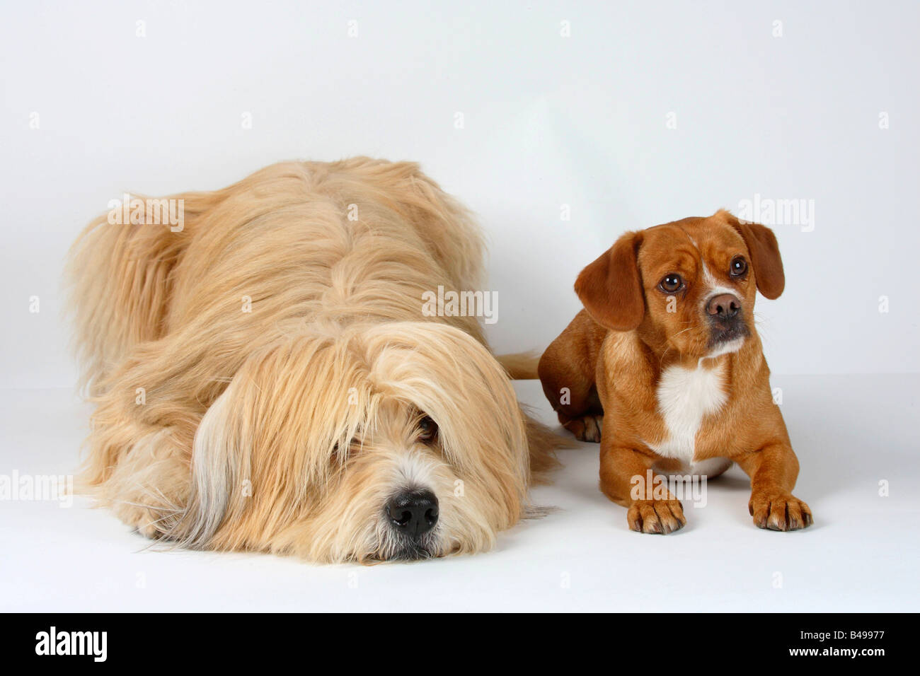 Horizontal dogs hi-res stock photography and images - Alamy
