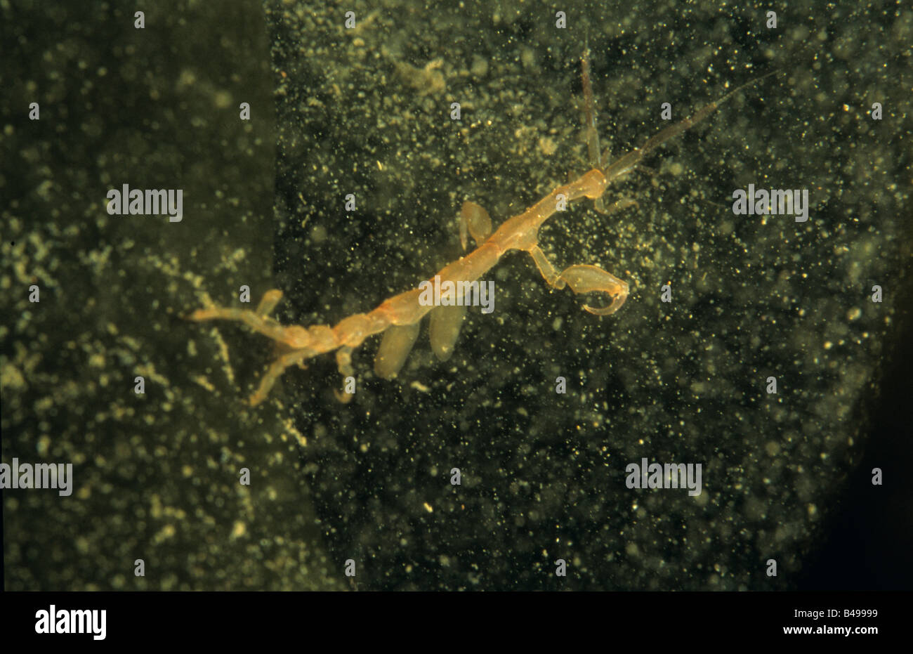 Caprella hi-res stock photography and images - Alamy