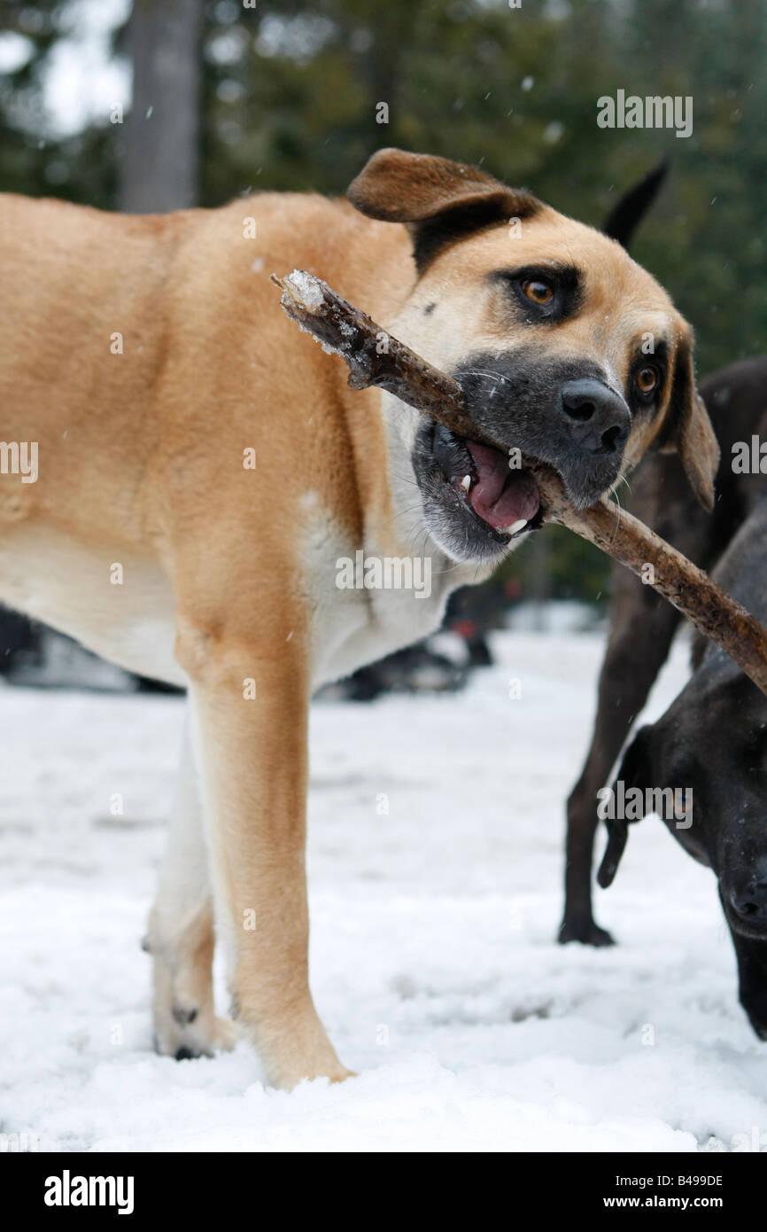 dog playing with a stick Stock Photo - Alamy