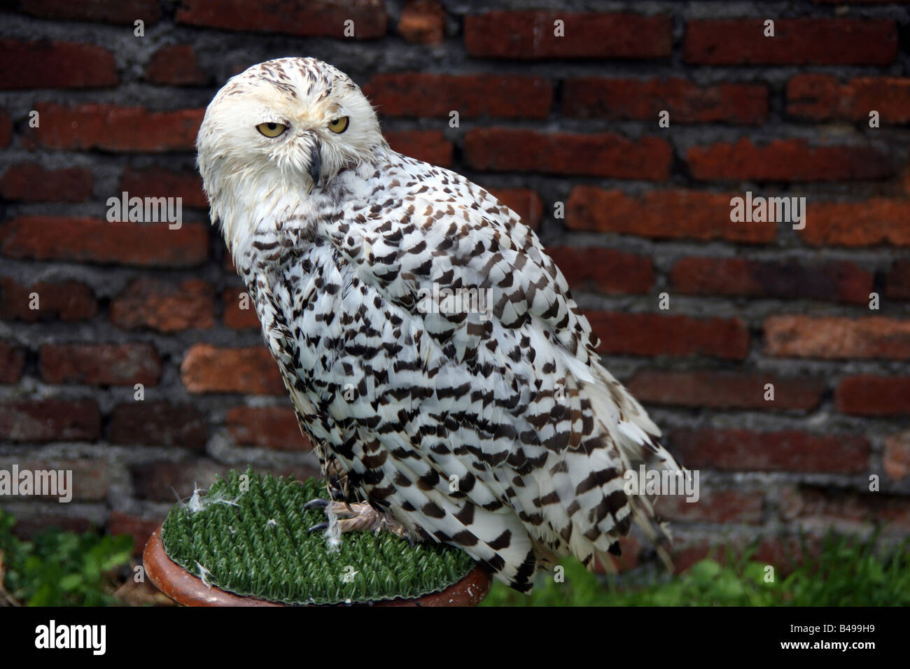Real owl hi-res stock photography and images - Alamy