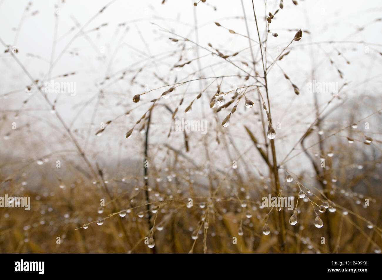 Water droplets on a plant Stock Photo - Alamy