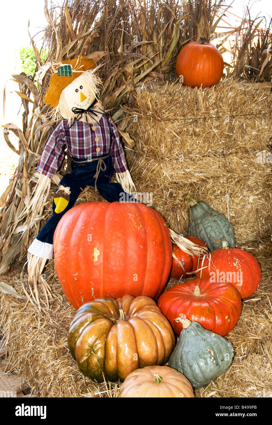 Strawman and Pumpkins sitting on hay bales Stock Photo - Alamy