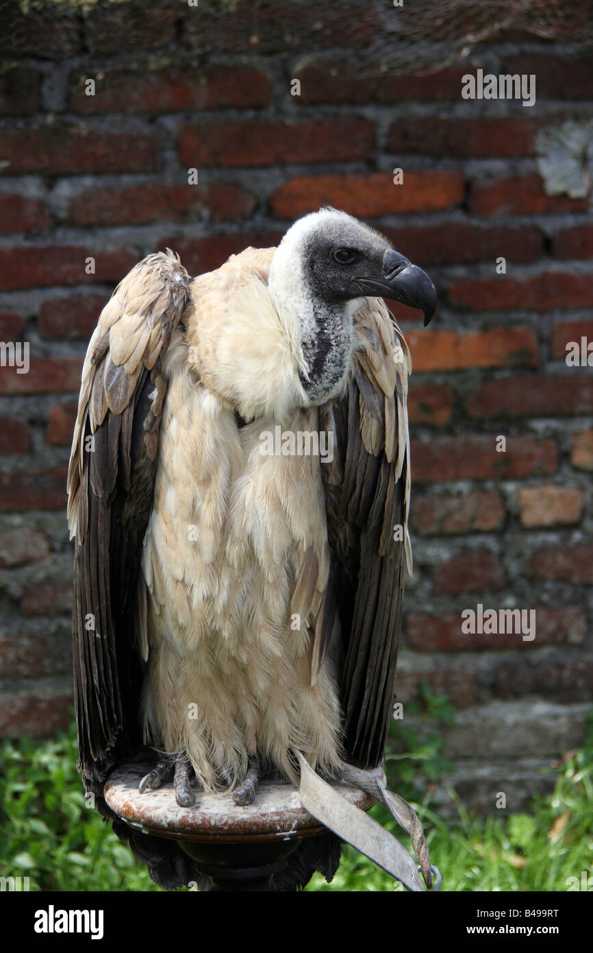 Vulture talon hi-res stock photography and images - Alamy