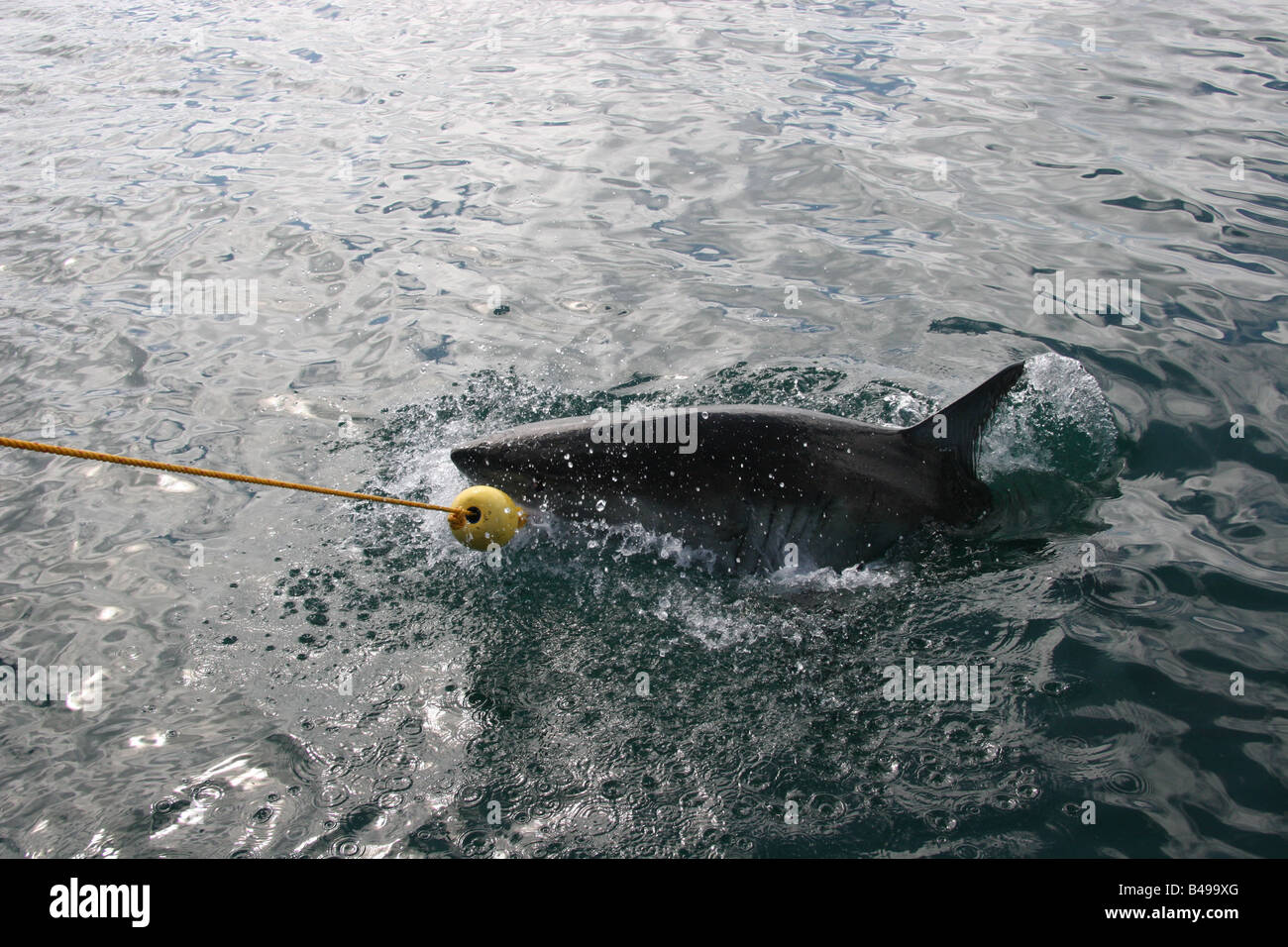 Shark chum hi-res stock photography and images - Alamy