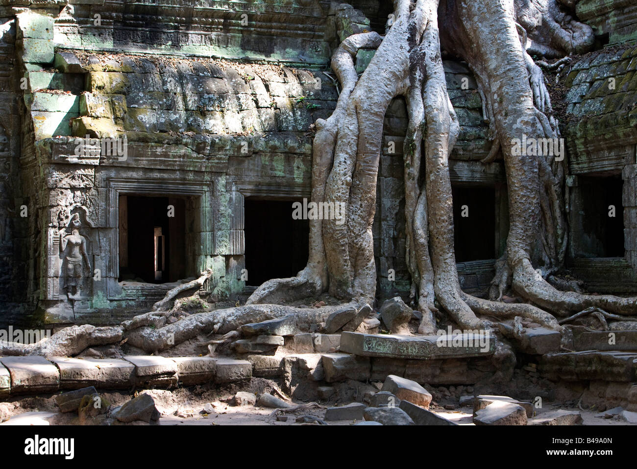 Tree roots covering temple ruins in the ancient city of Angkor Wat ...
