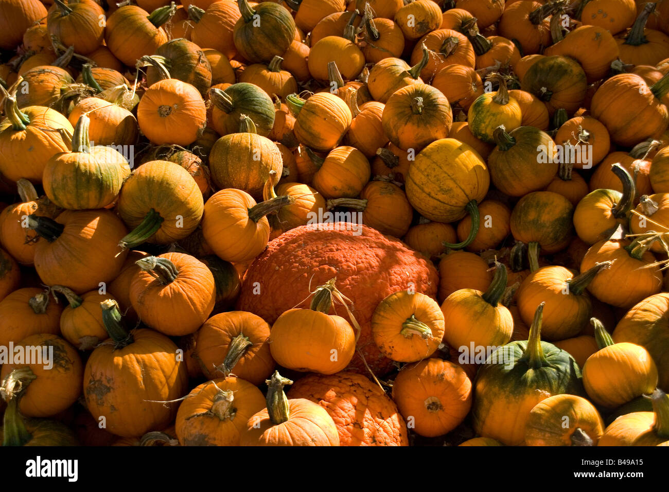 Photo of a group of pumpkins Stock Photo - Alamy