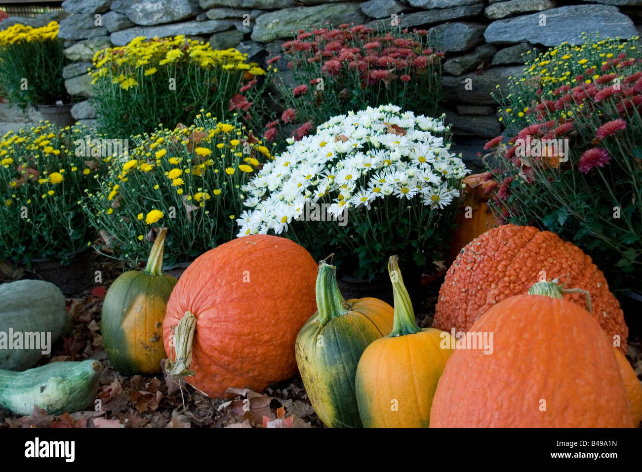 Photograph of mums, pumpkins and gourds in a fall display Stock Photo ...
