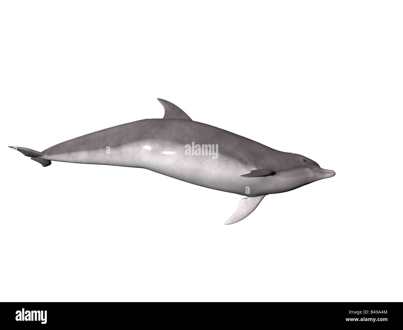 Dolphin nose Cut Out Stock Images & Pictures - Alamy