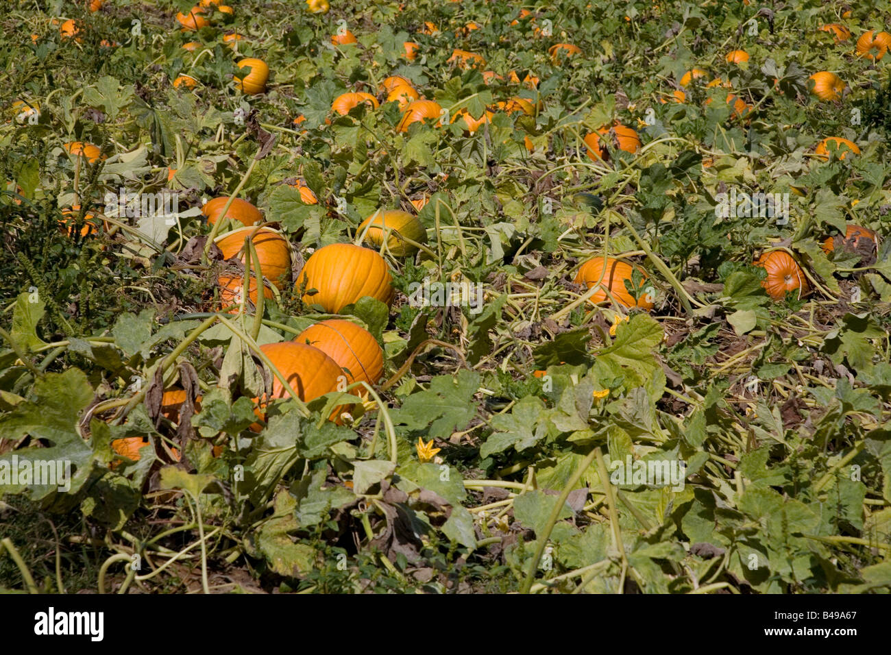 Photograph of a large pumpkin patch Stock Photo - Alamy