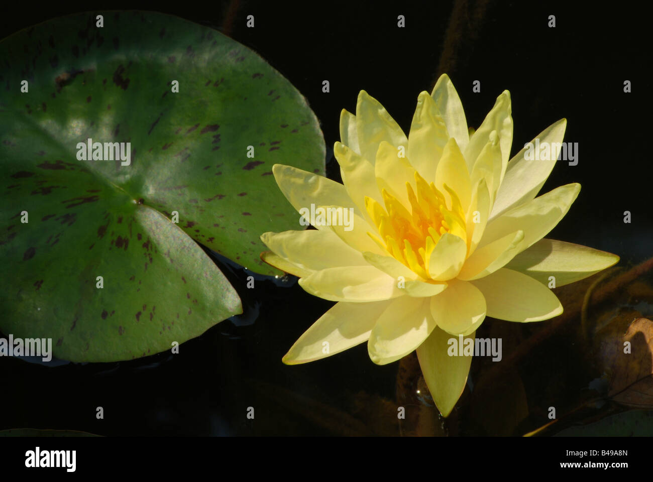 A bright yellow water lilly with a lilly pad Stock Photo - Alamy