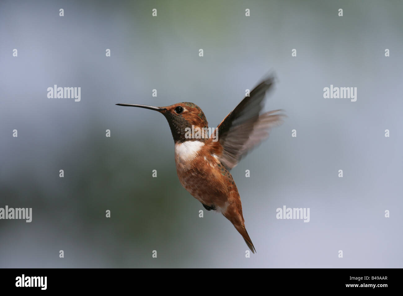 Allens hummingbird hovering in flight hi-res stock photography and ...