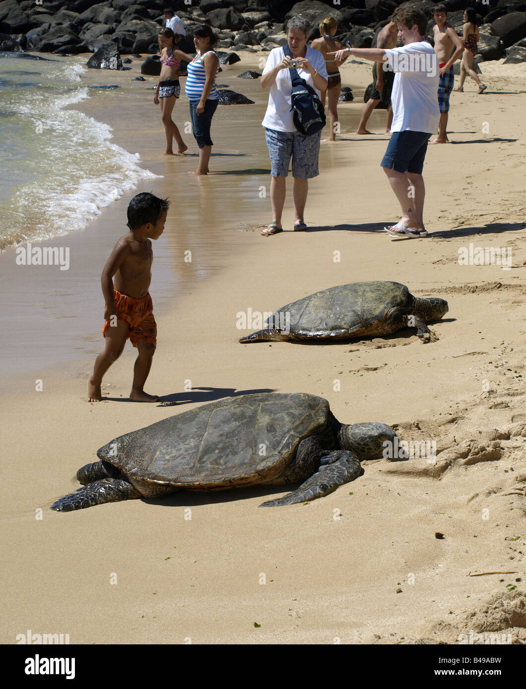 Green sea turtles bask in hi-res stock photography and images - Alamy