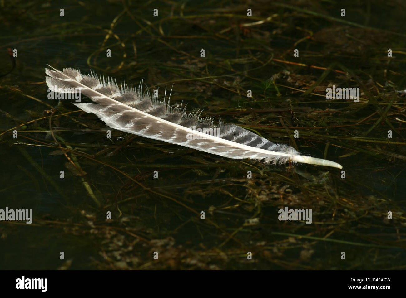 Feather floating in pond Stock Photo - Alamy