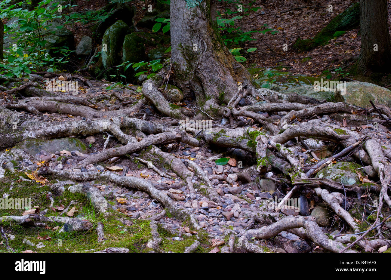 tree roots spreading across the parks ground Stock Photo - Alamy