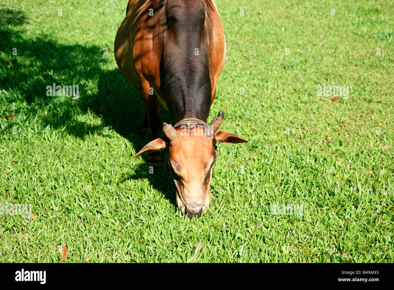 Vechur cow hi-res stock photography and images - Alamy