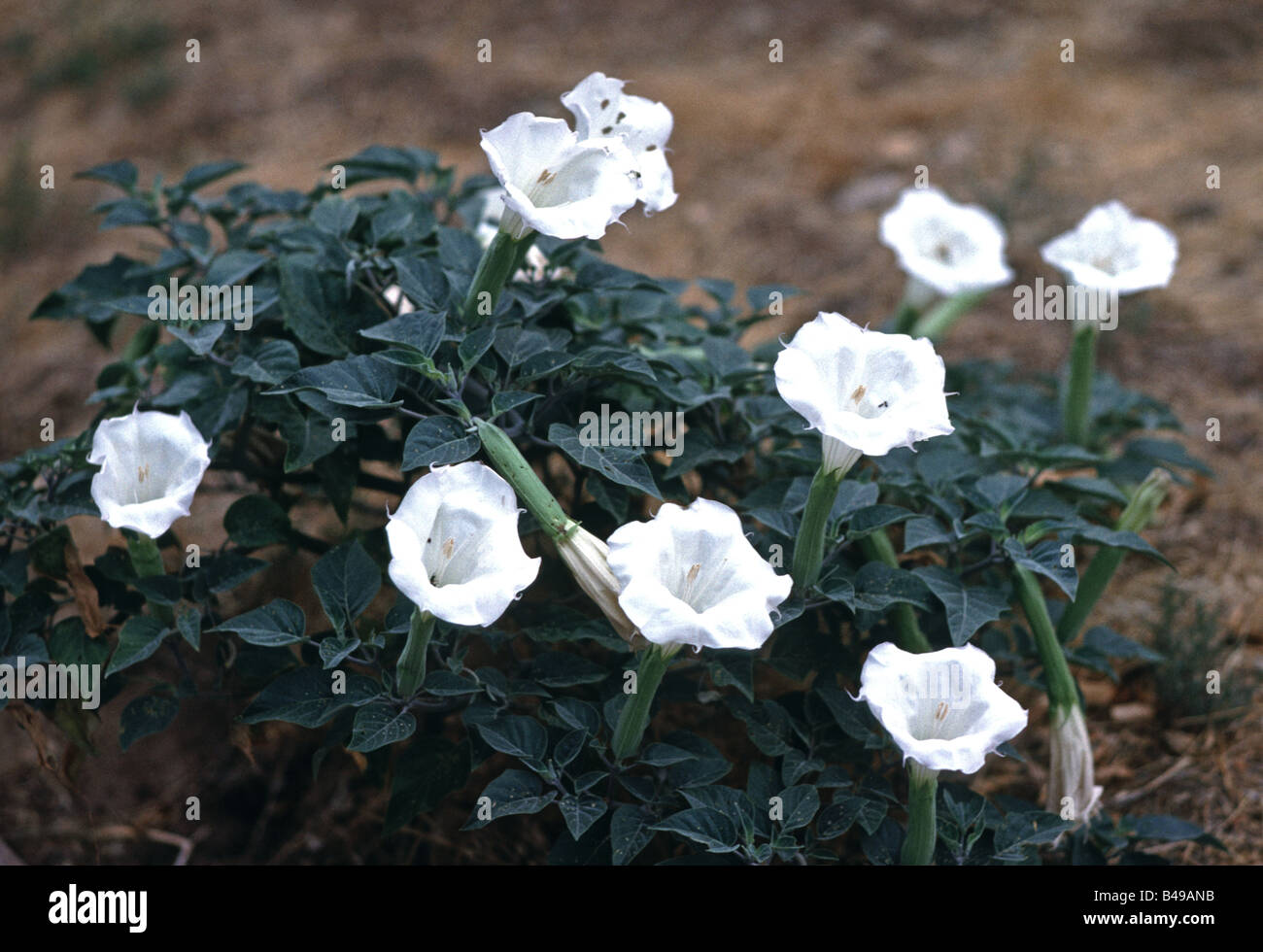sacred datura blooms at night and early morning in the summer Zion ...