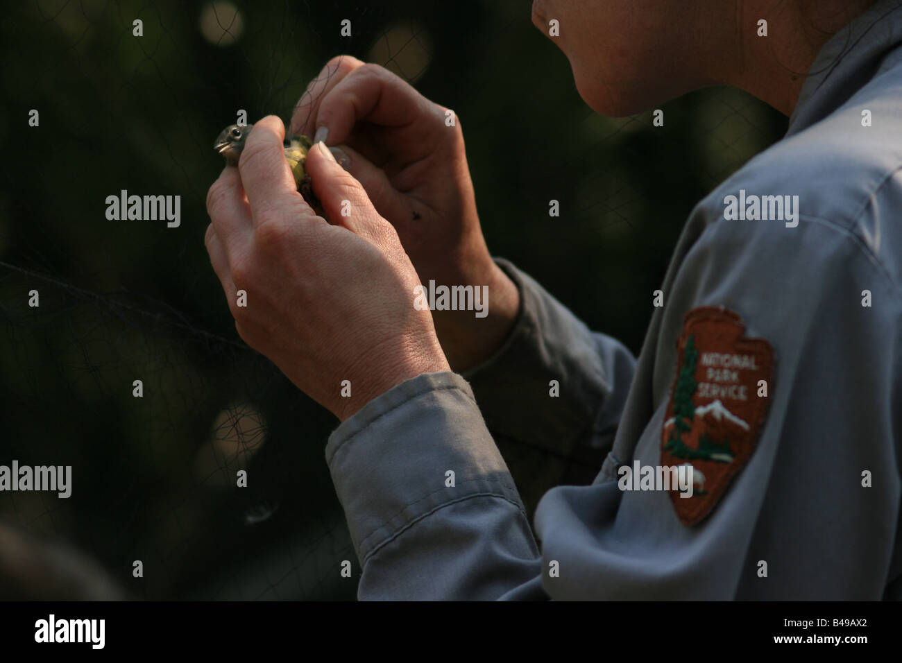a bird being banded by a national park service ranger/biologist in ...