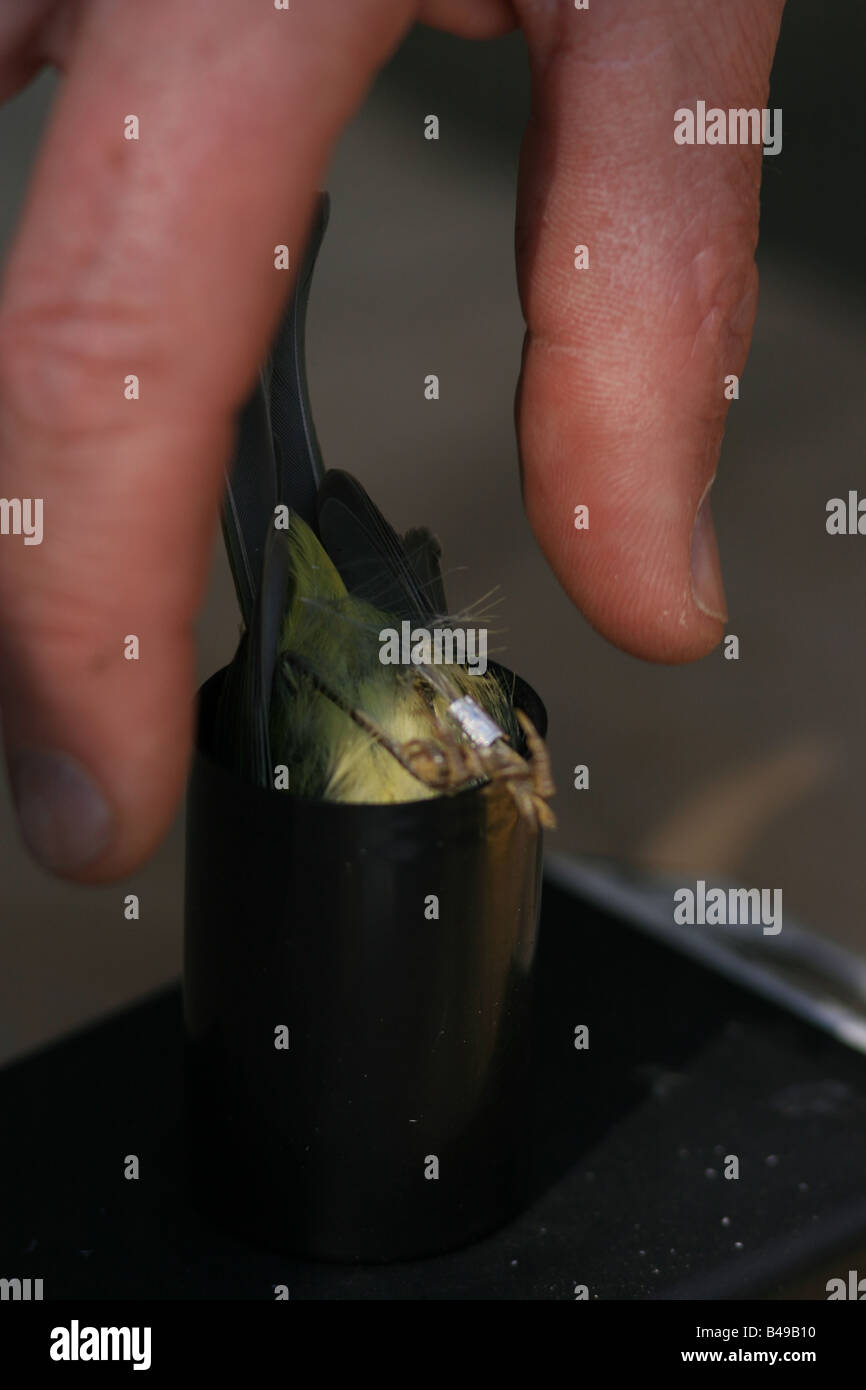 a bird being weighed in a film canister by a biologist in Lassen ...
