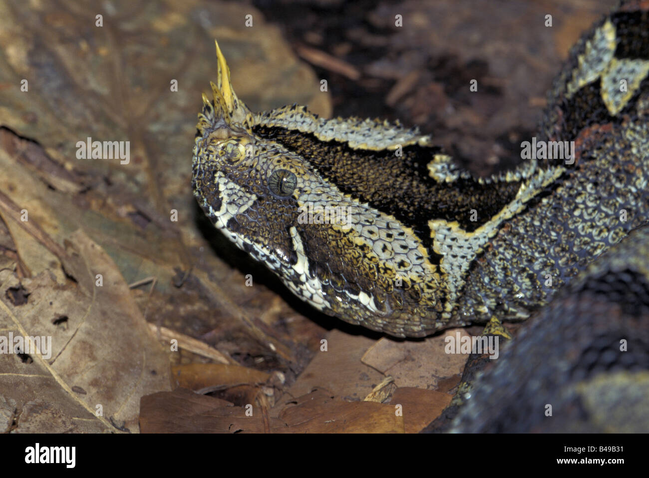 Rhinoceros Viper Bitis Nasicornis Stock Photos & Rhinoceros Viper Bitis ...