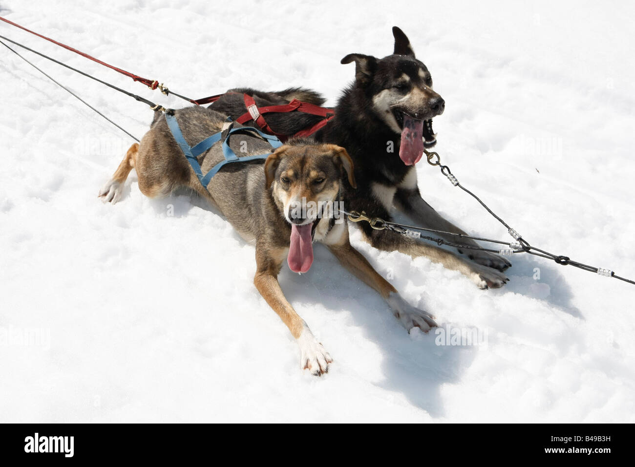 Whistler british columbia dog hi-res stock photography and images - Alamy