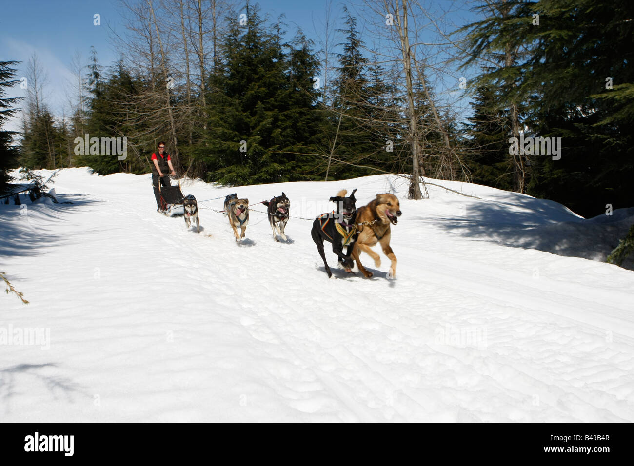 Whistler british columbia dog hi-res stock photography and images - Alamy