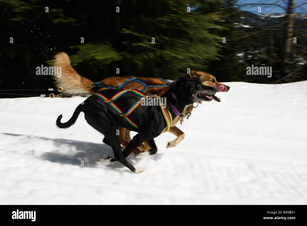 Whistler british columbia dog hi-res stock photography and images - Alamy