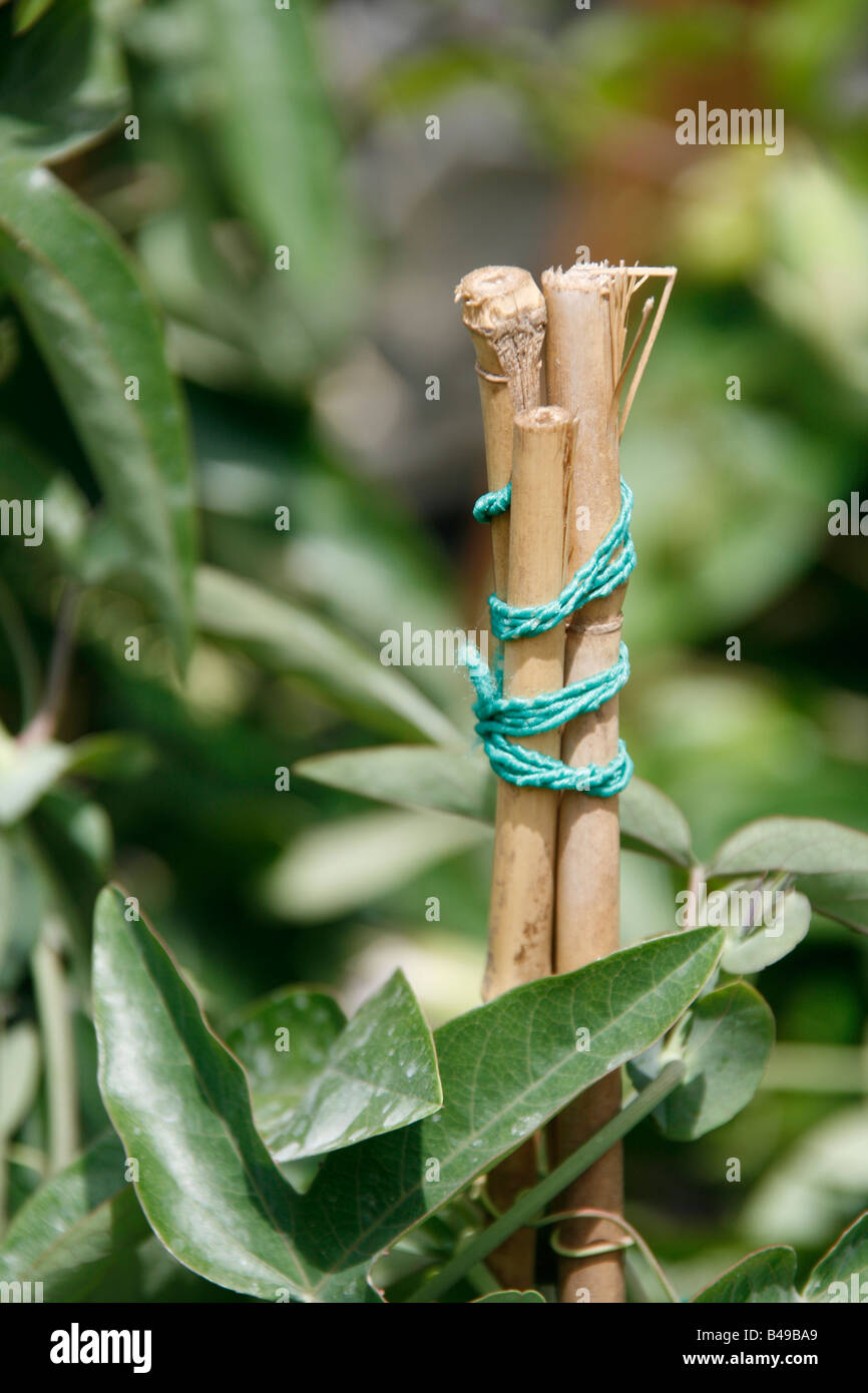 wooden stems sticks tied up in garden Stock Photo - Alamy