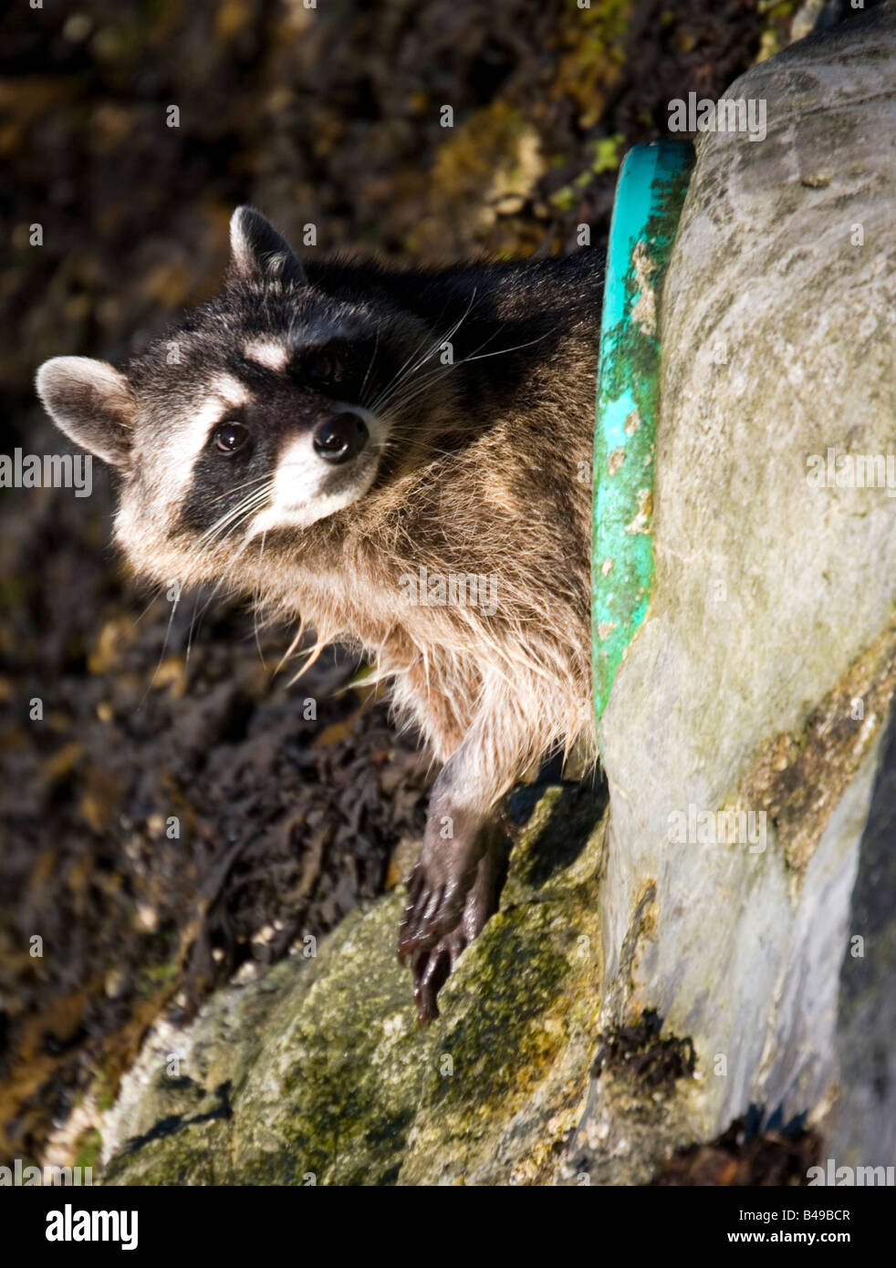 Raccoon looking for food in Stanley park, Vancouver, Canada Stock Photo ...