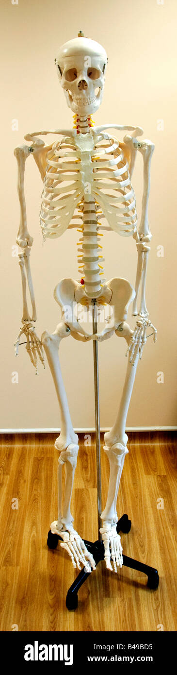 A model of the human skeleton used in hospitals for training Stock ...