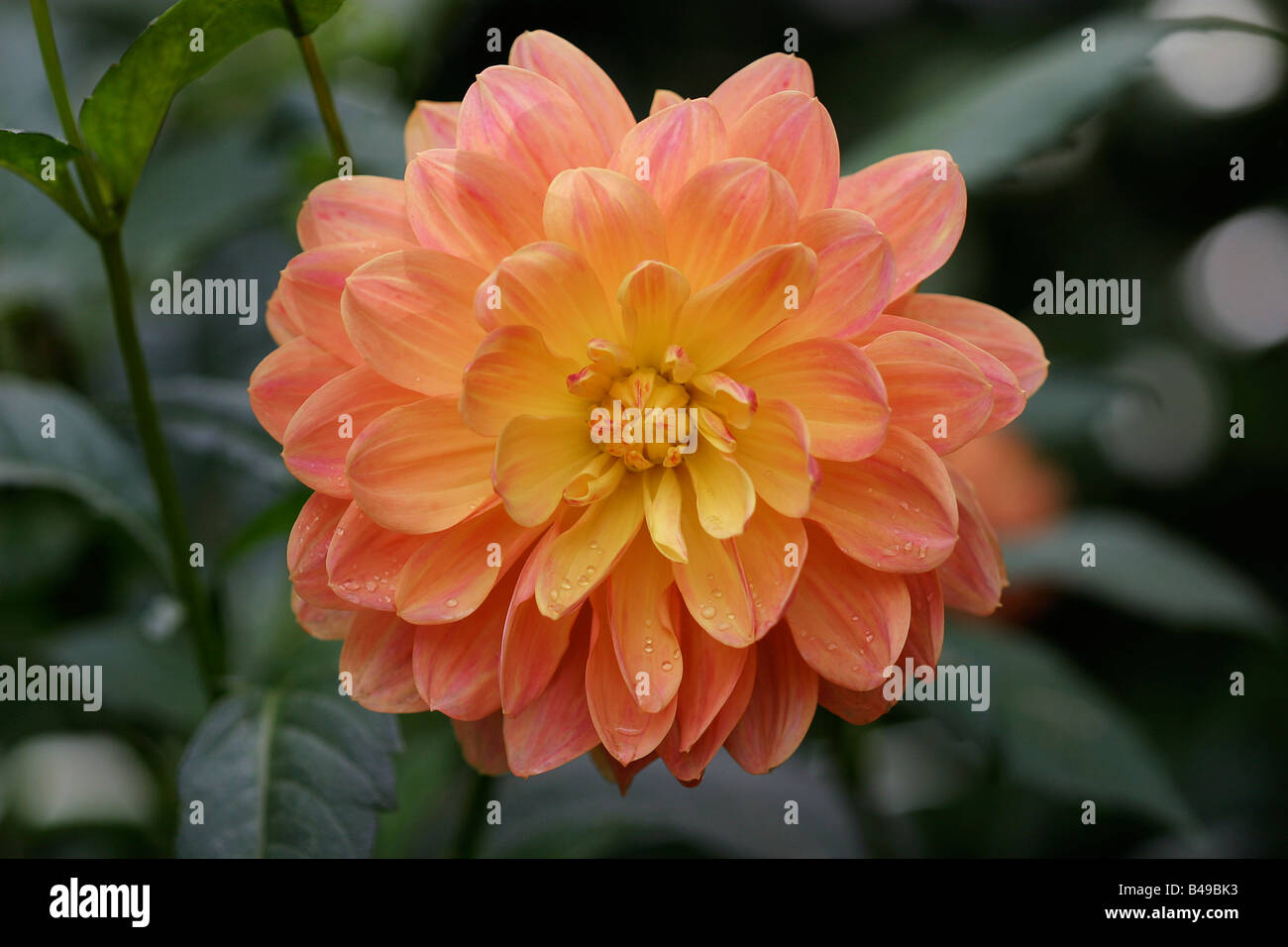 Colourful outdoor dahlias hi-res stock photography and images - Alamy