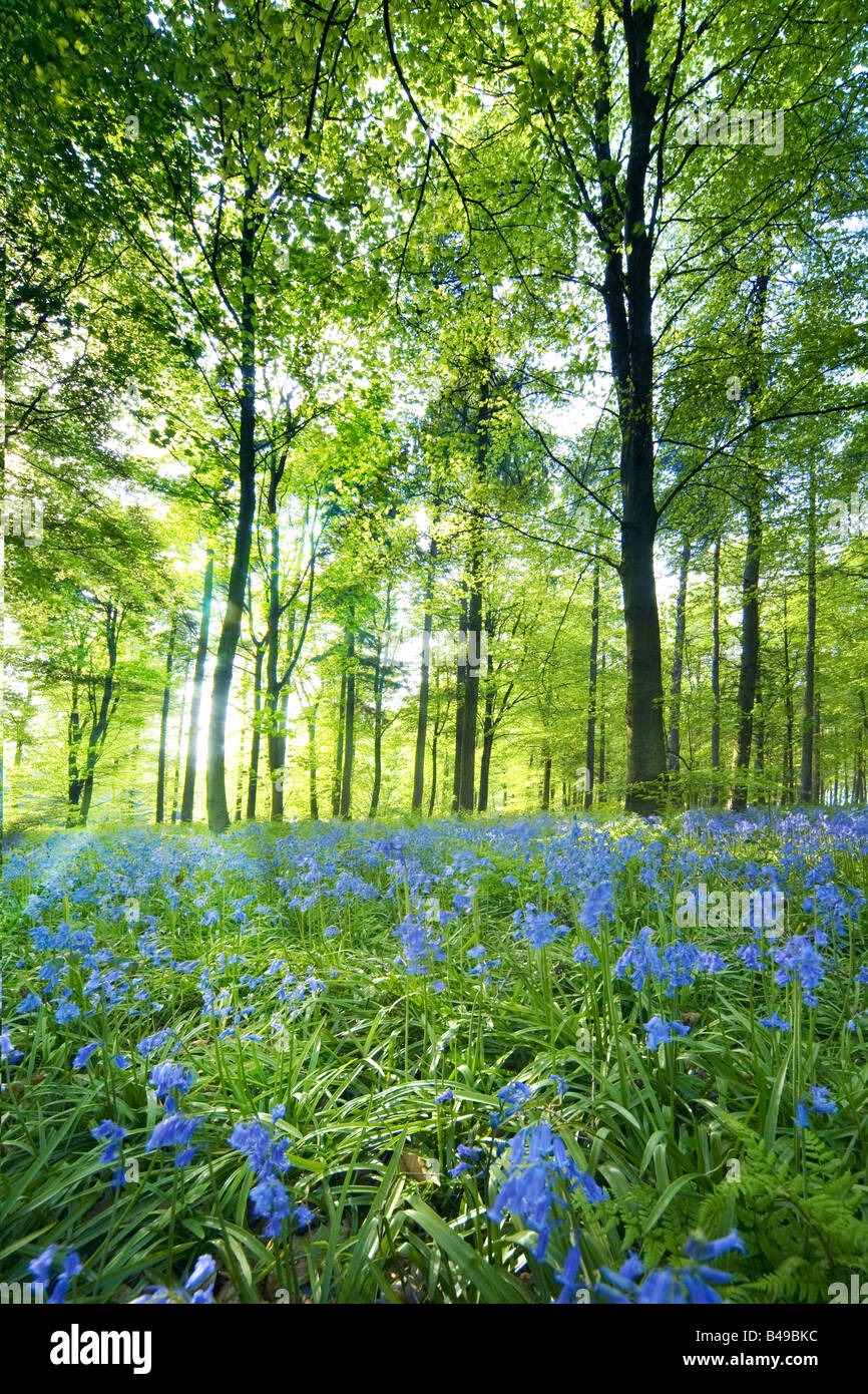 Wildflowers in a forest of trees, Yorkshire, England Stock Photo - Alamy