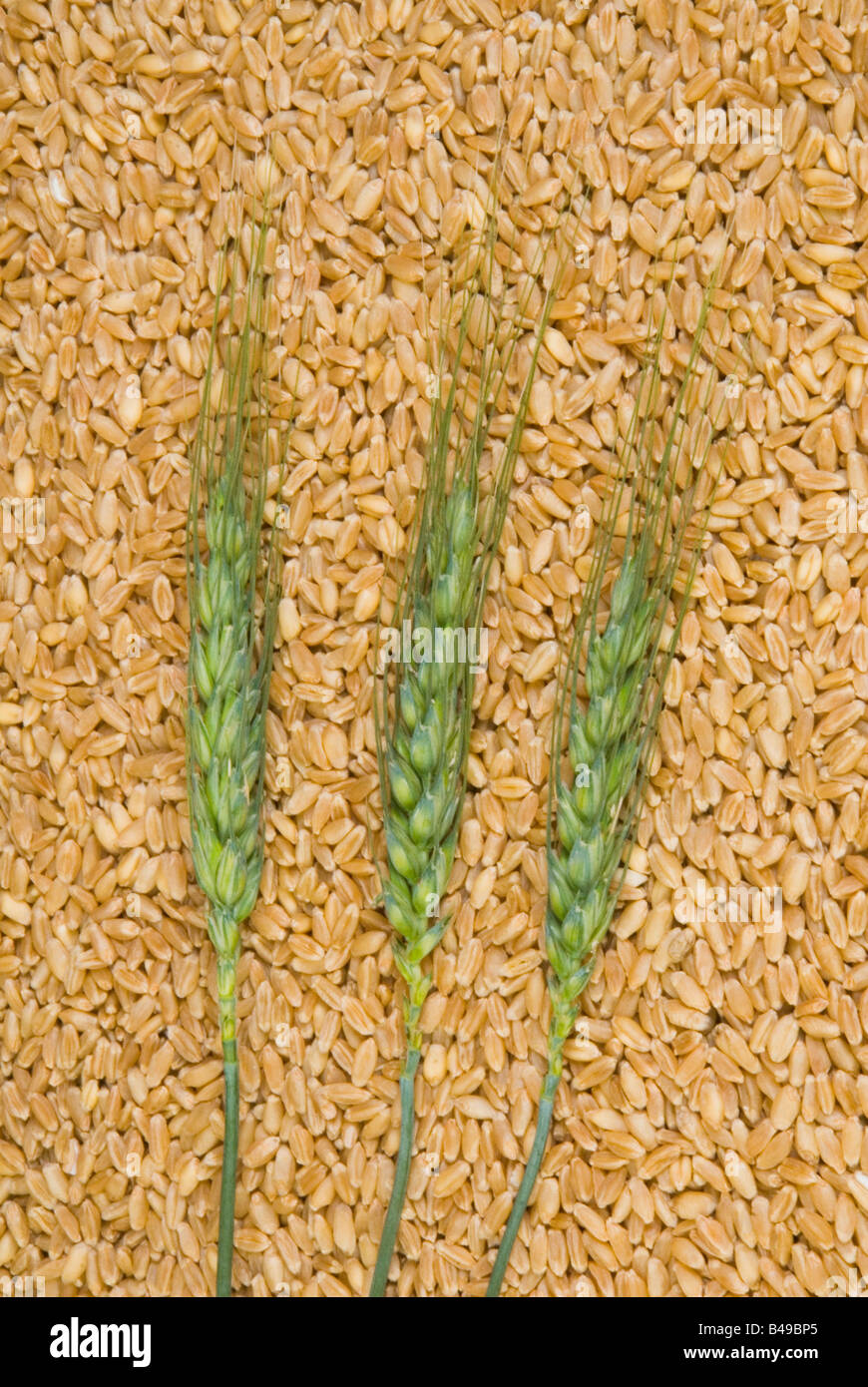 Wheat grains circle hi-res stock photography and images - Alamy