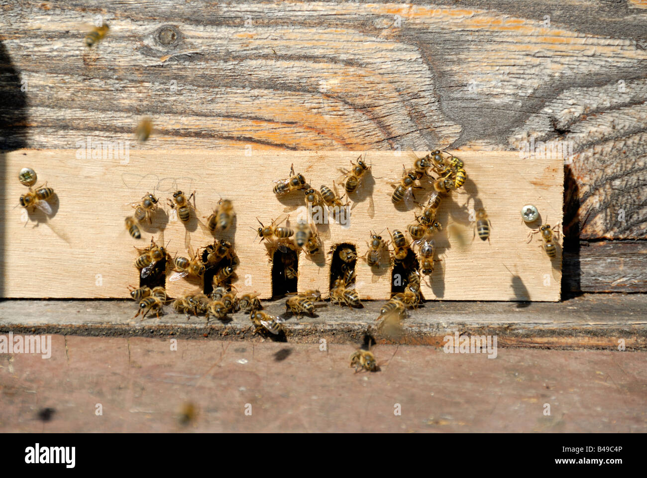 Guard bees hi-res stock photography and images - Alamy