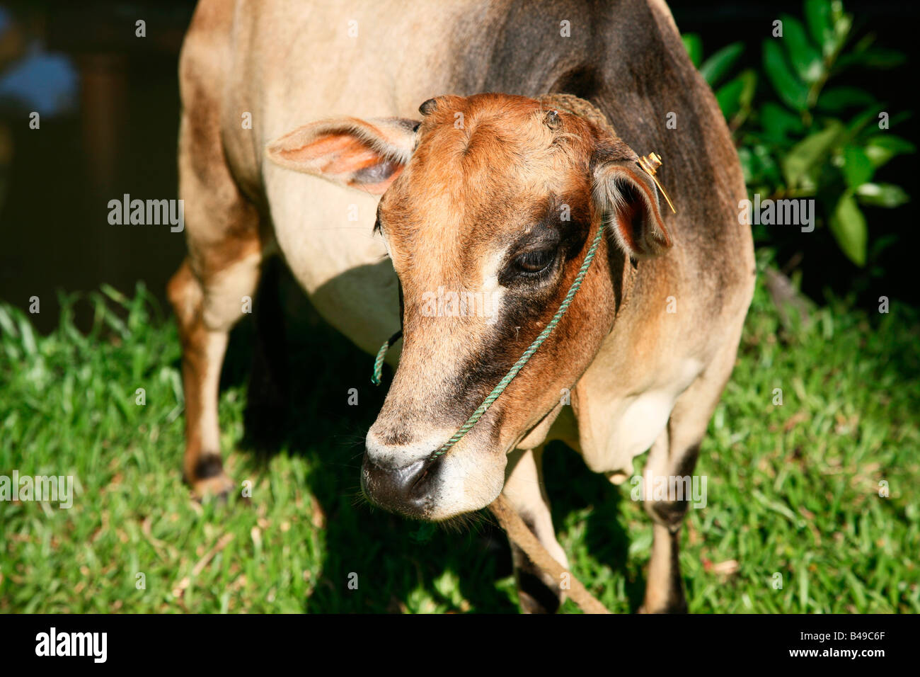 Vechoor cow, an endangered species of cow found in kerala,india Stock ...
