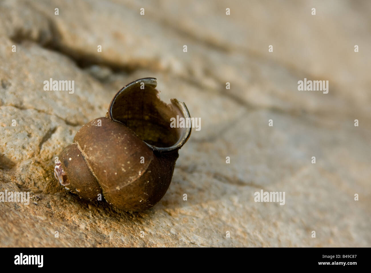 Molluscan class gastropoda hi-res stock photography and images - Alamy