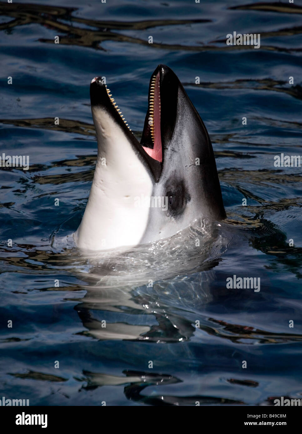 Pacific White Sided Dolphin Drawing