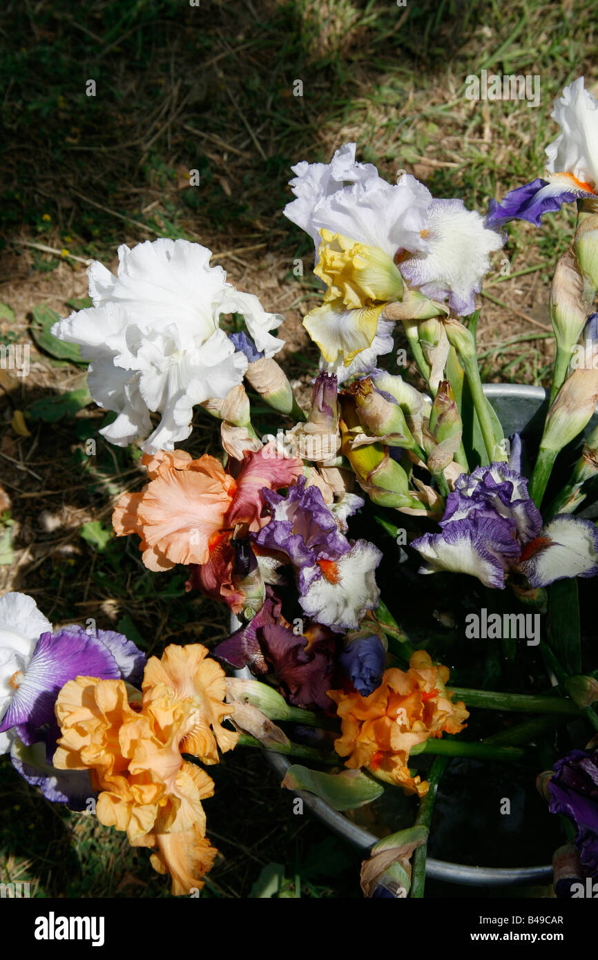 selection of iris flowers in plant pot in garden Stock Photo - Alamy
