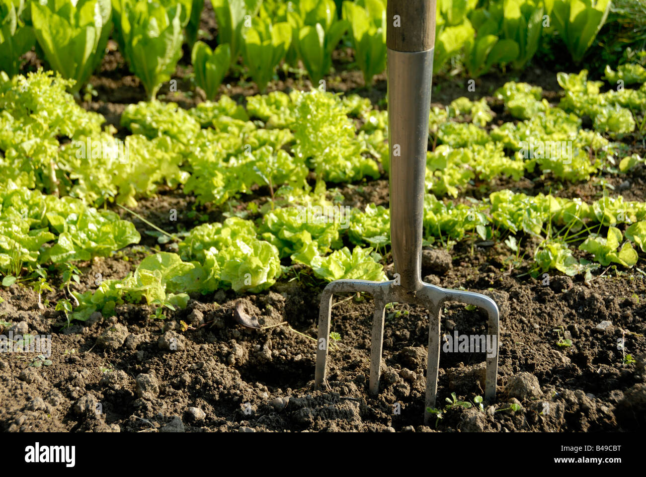 Stock photo of a garden fork in the ground in front of salad growing in ...