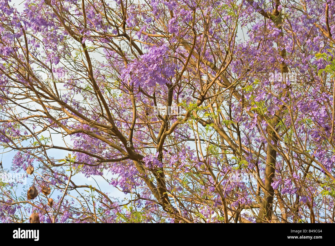 Jacaranda mimosifolia branches flowers hi-res stock photography and ...